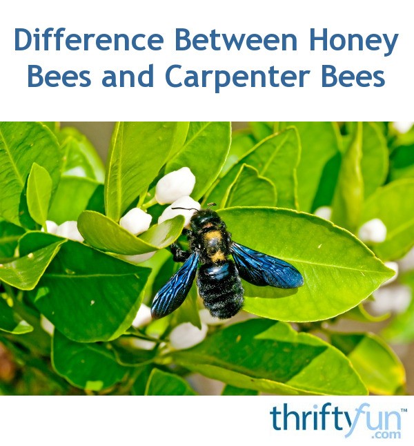 Difference Between Honey Bees and Carpenter Bees? | ThriftyFun