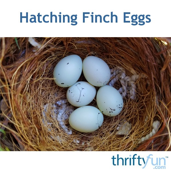 Hatching Finch Eggs | ThriftyFun