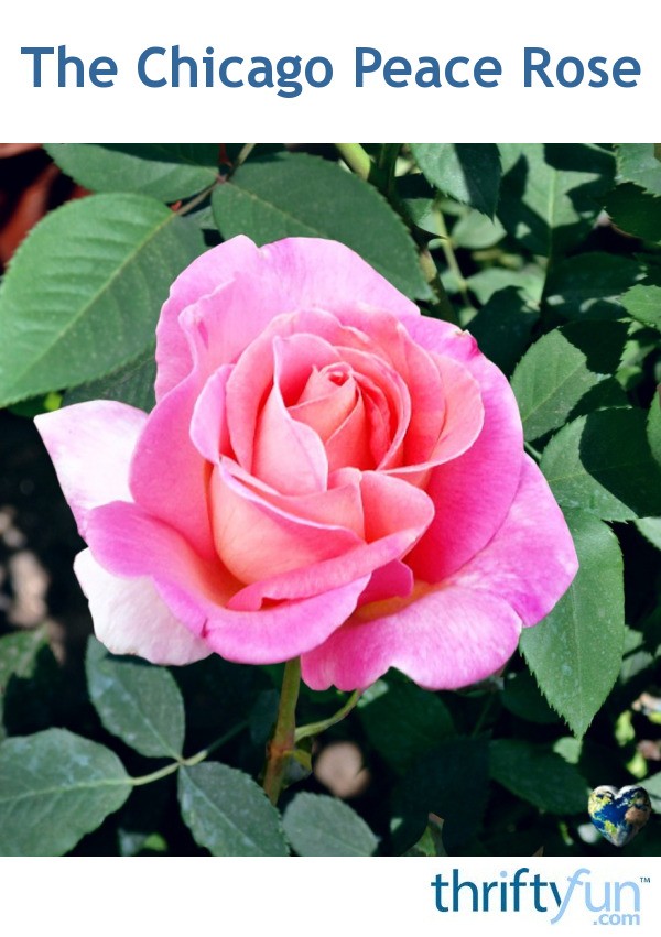 The Chicago Peace Rose | ThriftyFun