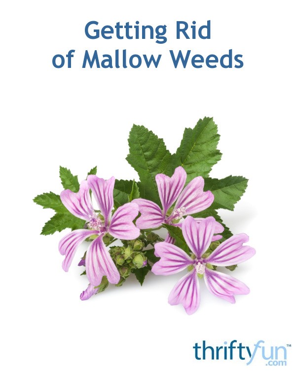 Getting Rid of Mallow Weeds? | ThriftyFun