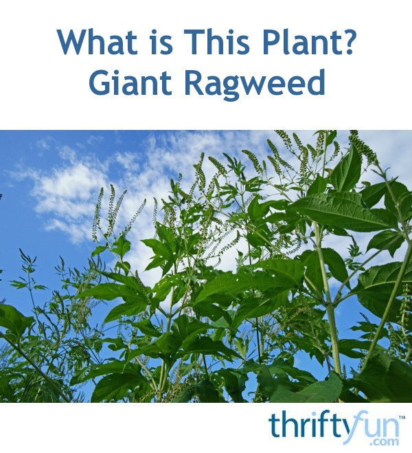 What is This Plant? Giant Ragweed | ThriftyFun