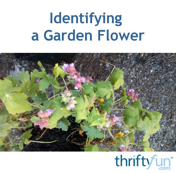 Identifying a Garden Flower? | ThriftyFun