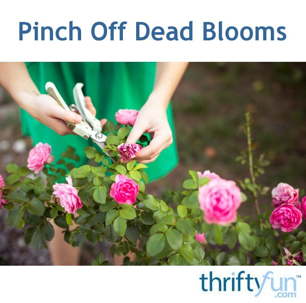 Pinching Off Dead Blooms | ThriftyFun