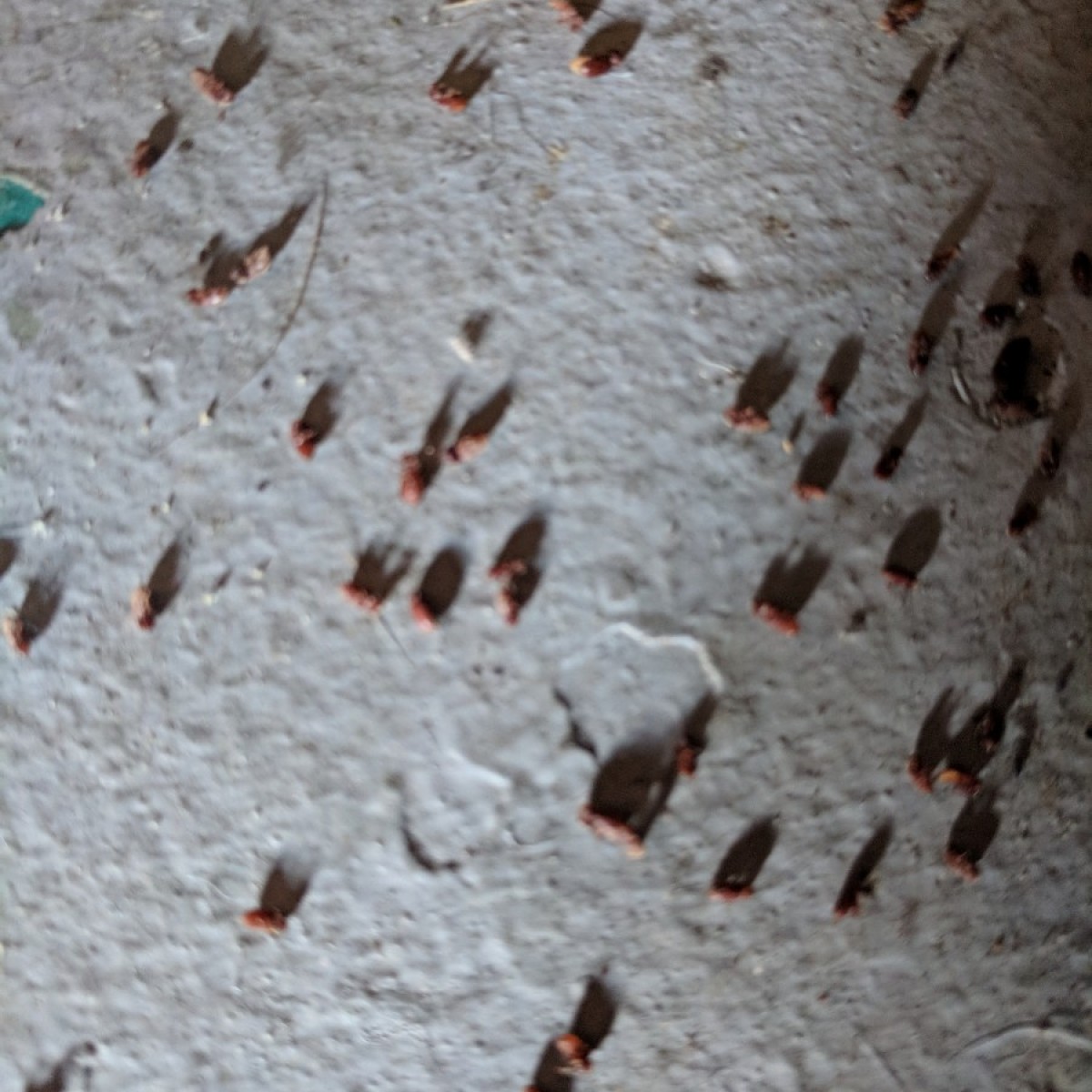 Getting Rid of Bugs In Your Garage | ThriftyFun