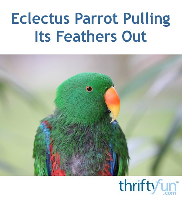 Eclectus Parrot Pulling Its Feathers Out | ThriftyFun