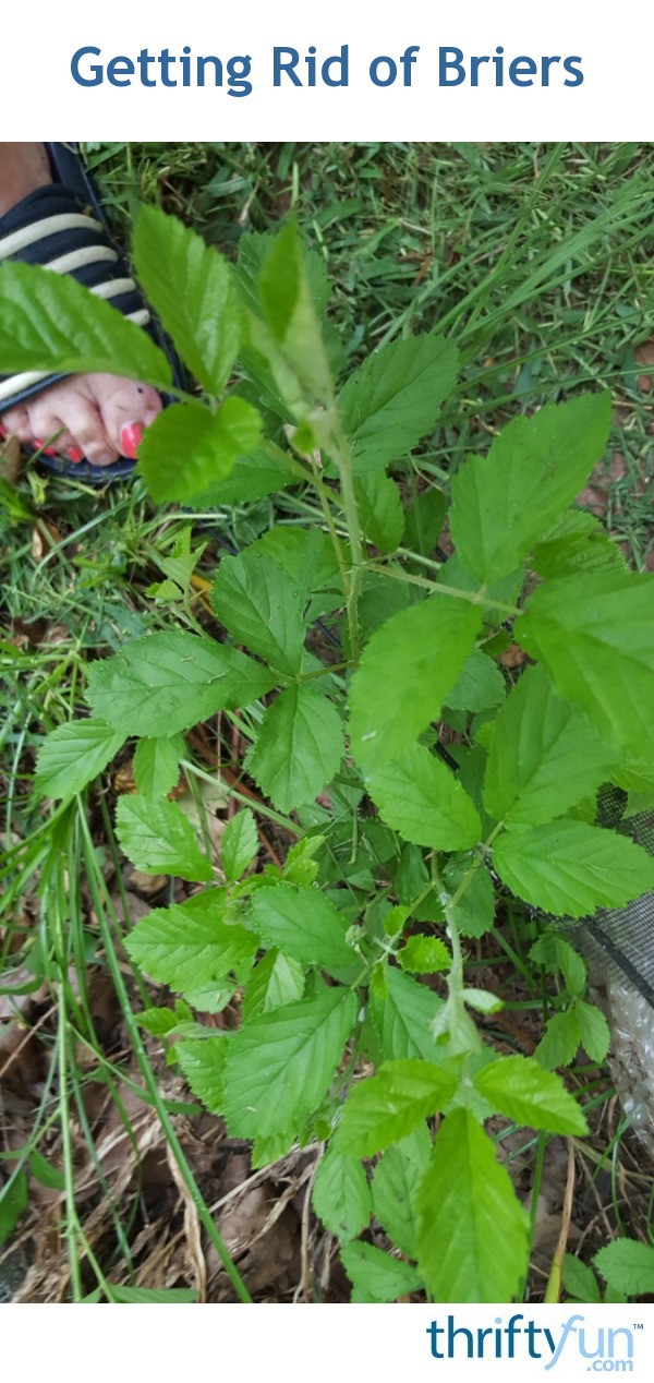 Getting Rid of Briers? | ThriftyFun