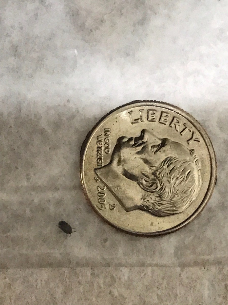 Identifying a Tiny Black Bug? | ThriftyFun