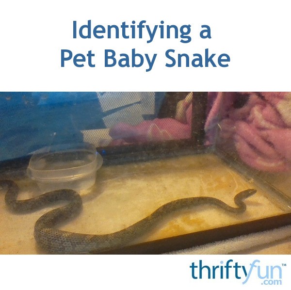Identifying a Pet Baby Snake? | ThriftyFun