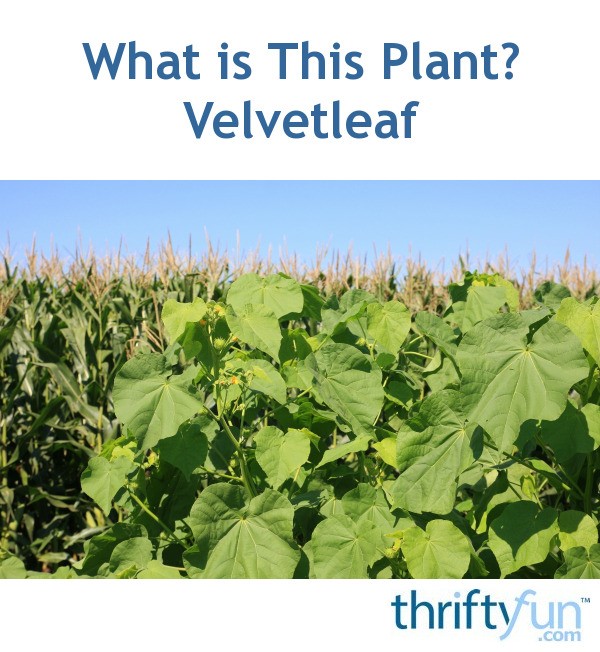 What is This Plant? Velvetleaf | ThriftyFun
