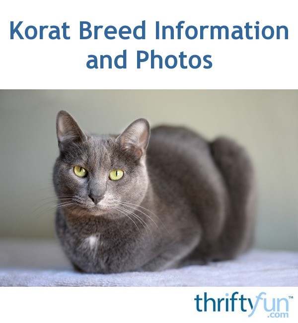 Korat Breed Information and Photos | ThriftyFun