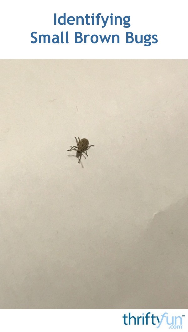 Identifying Small Brown Bugs? | ThriftyFun