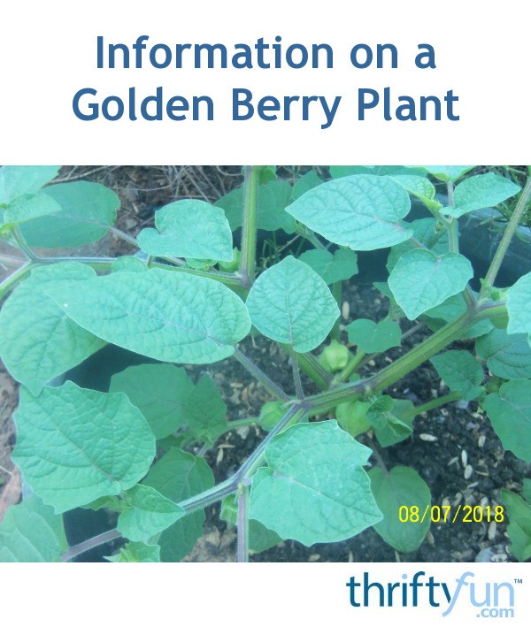 Information on a Golden Berry Plant? | ThriftyFun