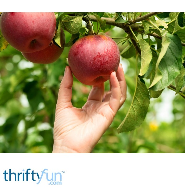 How to Find Public Fruit Trees to Forage | ThriftyFun