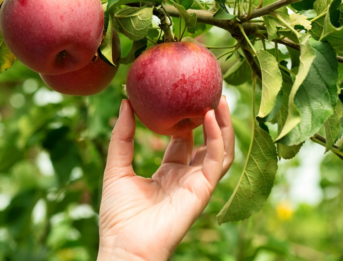 How To Find Public Fruit Trees To Forage ThriftyFun