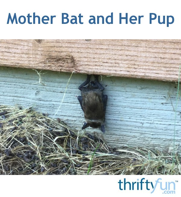 Mother Bat and Her Pup | ThriftyFun