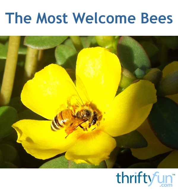 The Most Welcome Bees | ThriftyFun