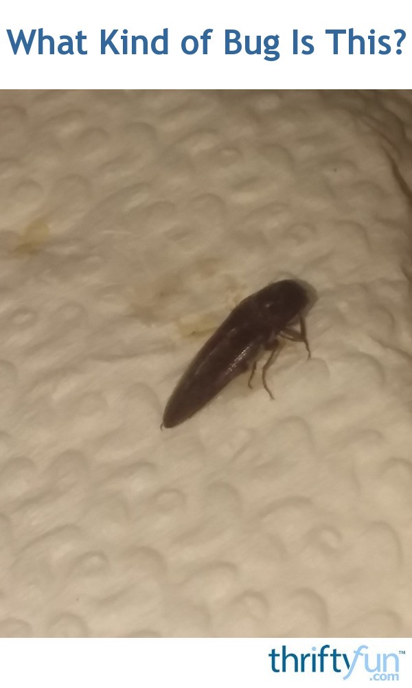 What Kind of Bug Is This? | ThriftyFun
