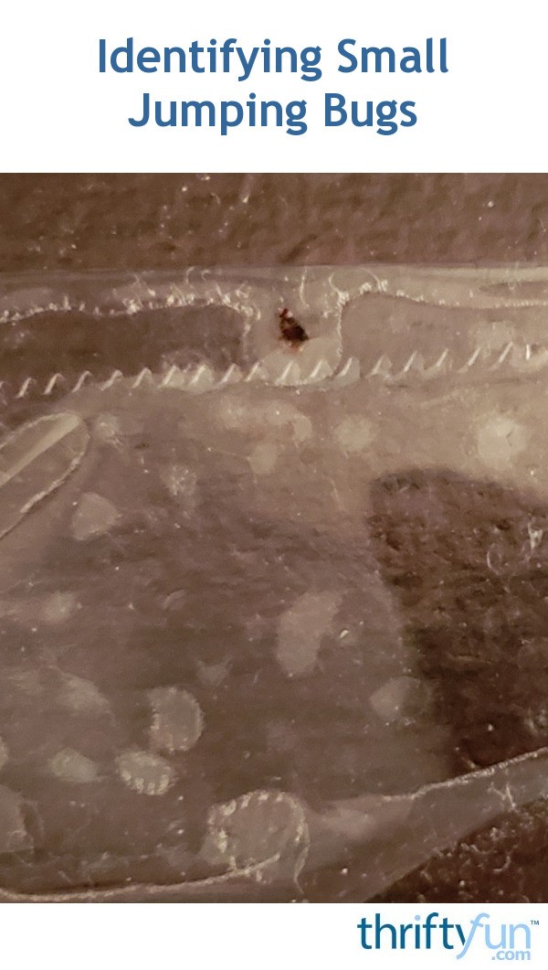 Identifying Small Jumping Bugs? | ThriftyFun