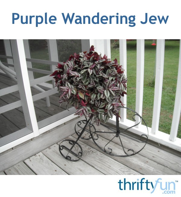 Purple Wandering Jew | ThriftyFun
