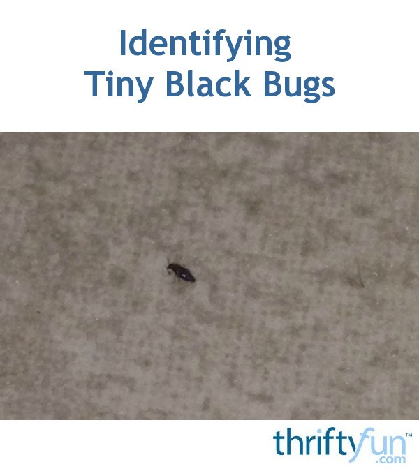 Identifying Tiny Black Bugs? | ThriftyFun
