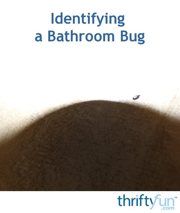 Identifying a Bathroom Bug? | ThriftyFun