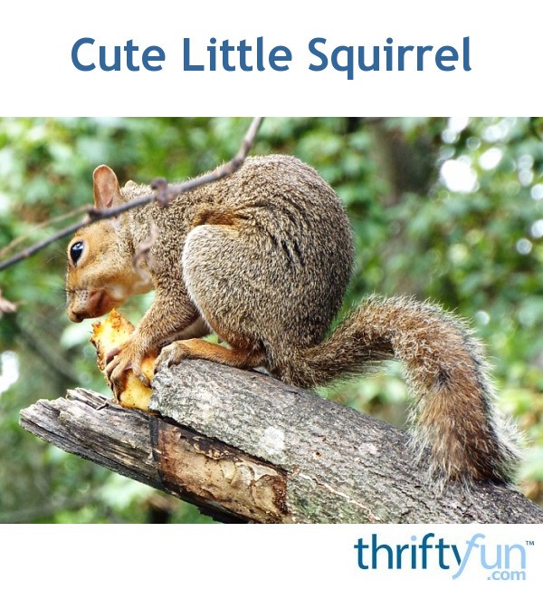 Cute Little Squirrel | ThriftyFun