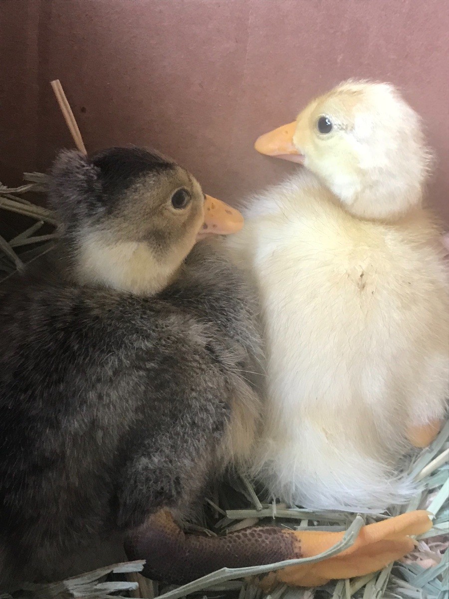 Pekin/Runner Duck Babies | ThriftyFun
