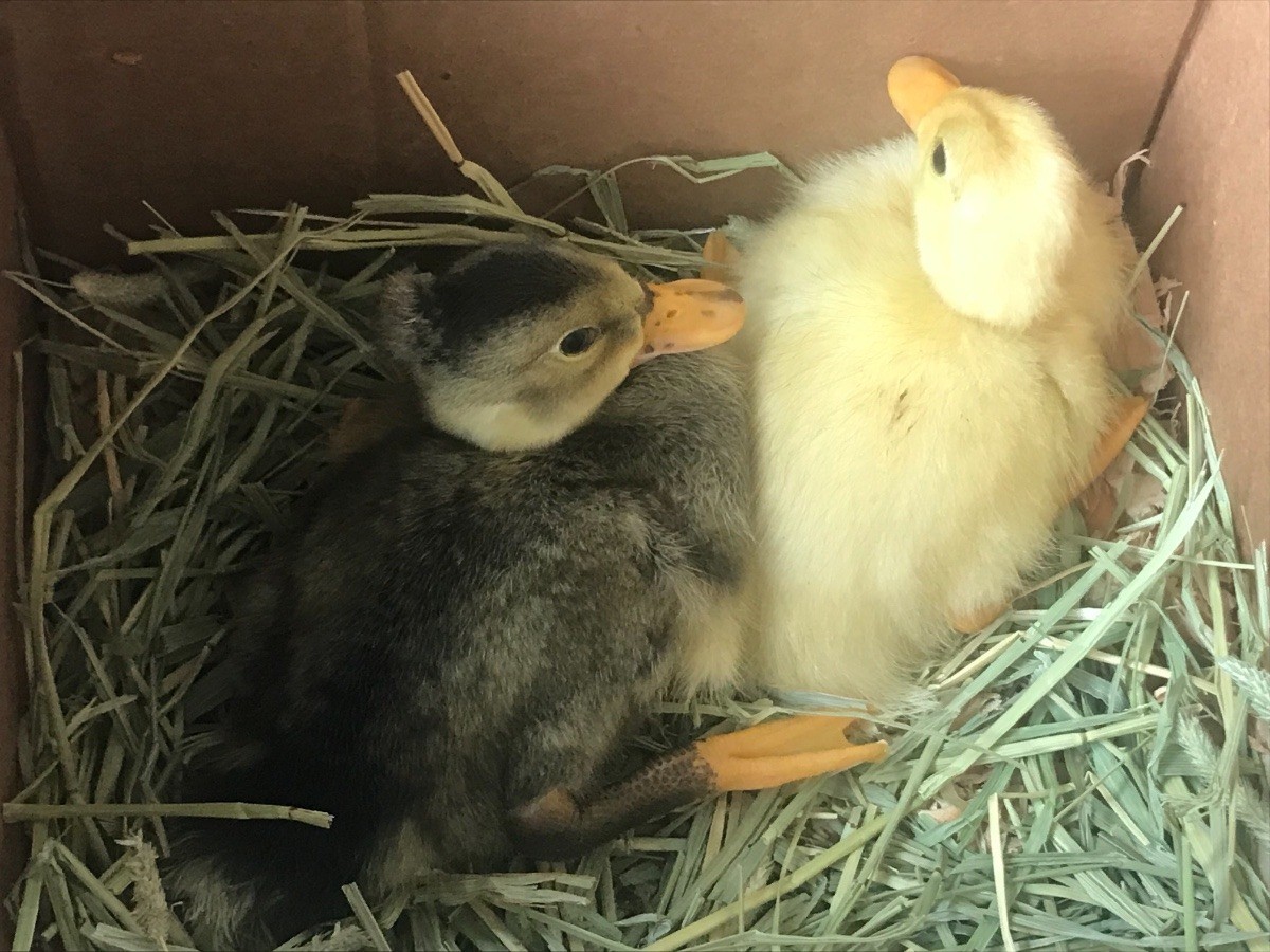 Pekin/Runner Duck Babies | ThriftyFun