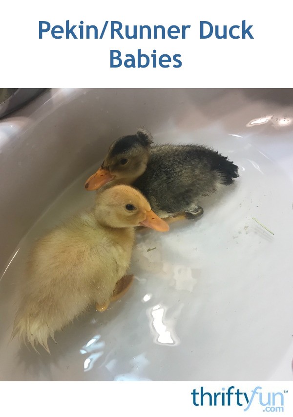 Pekin/Runner Duck Babies | ThriftyFun
