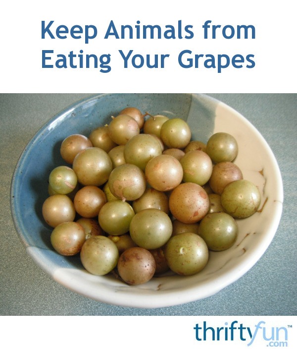 Keep Animals from Eating Your Grapes | ThriftyFun