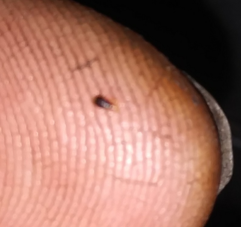 Identifying Tiny Biting Bugs ThriftyFun