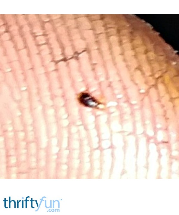 Identifying Tiny Biting Bugs? | ThriftyFun