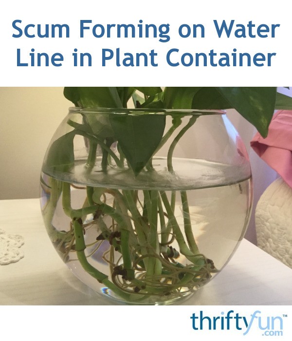 Scum Forming on Water Line in Plant Container? | ThriftyFun