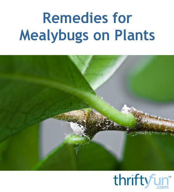 Remedies for Mealybugs on Plants | ThriftyFun