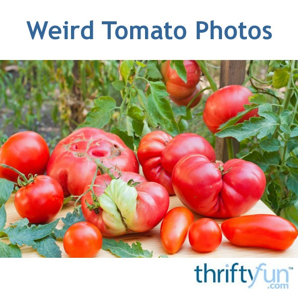 Weird Tomato Photos | ThriftyFun