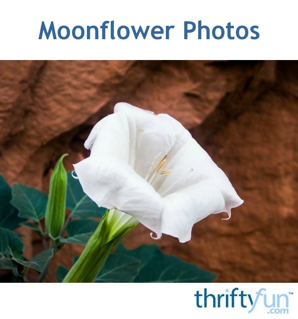 Moonflower Photos | ThriftyFun