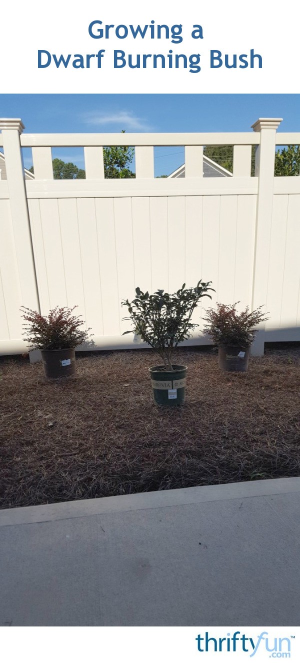 Growing a Dwarf Burning Bush? | ThriftyFun
