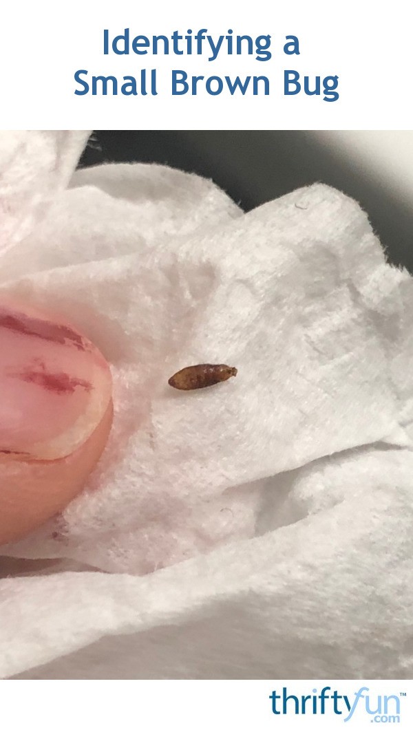 Identifying a Small Brown Bug? | ThriftyFun