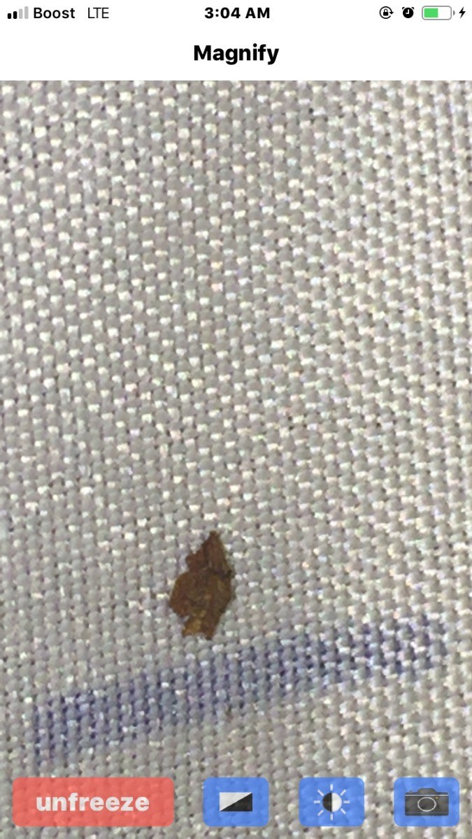 Identifying Small Brown Bugs | ThriftyFun