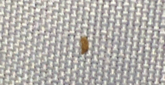 Identifying a Tiny Brown Bug? | ThriftyFun