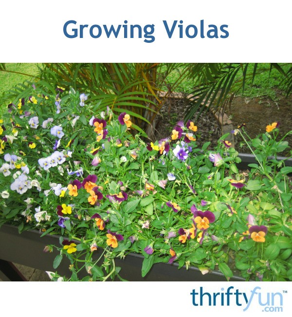 Growing Violas? | ThriftyFun
