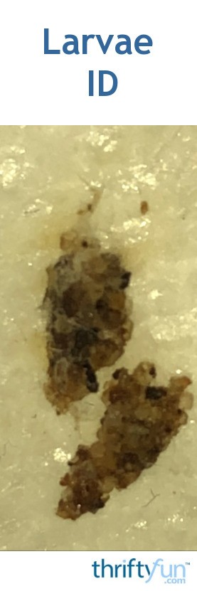 Larvae Worm Identification Guide