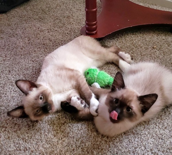 Siamese Mix Cat Photos | ThriftyFun