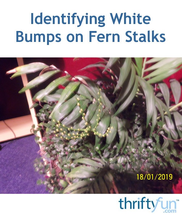 Identifying White Bumps on Fern Stalks? | ThriftyFun