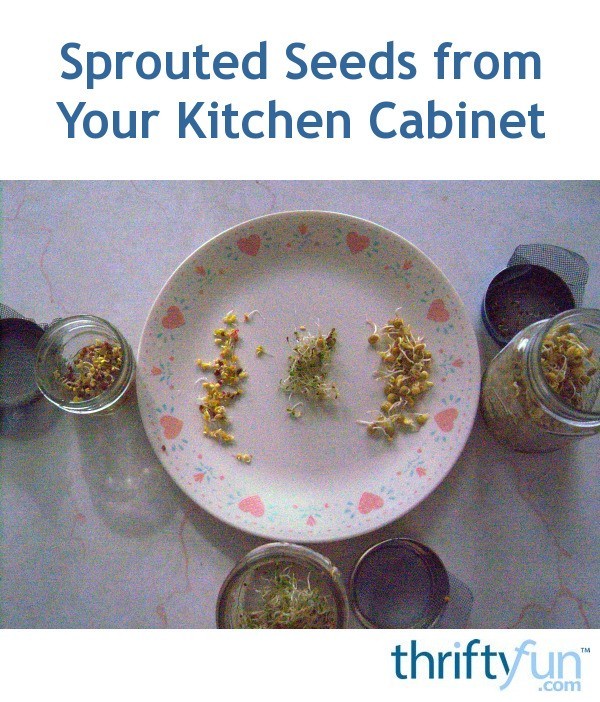 Sprouted Seeds from your Kitchen Cabinet | ThriftyFun