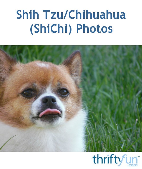 ShiChi Photos | ThriftyFun