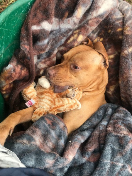 Causes of Sudden Death in Dogs? | ThriftyFun