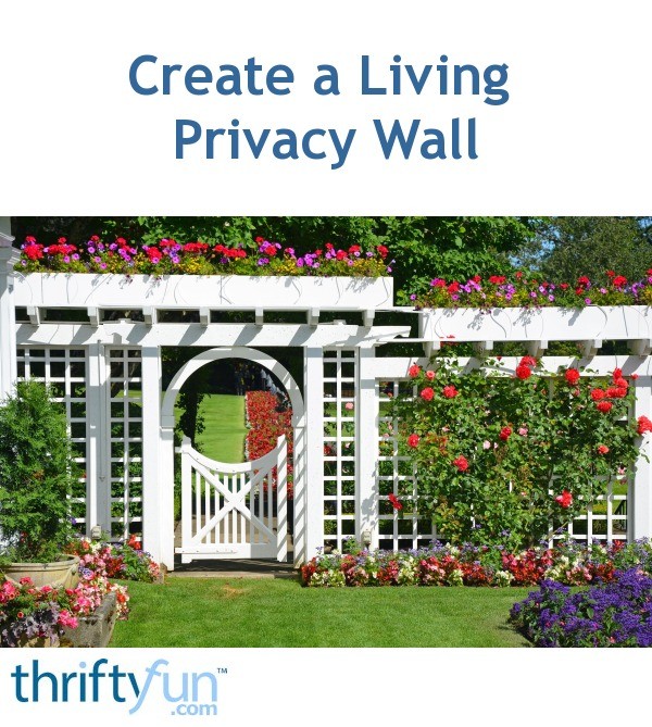 Create a Living Privacy Wall | ThriftyFun