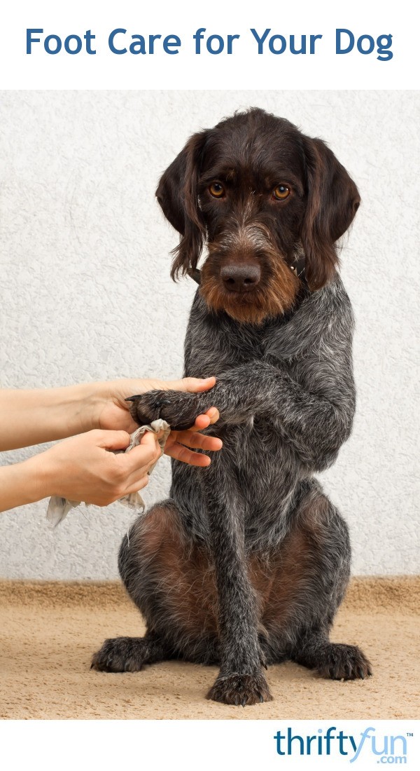 Foot Care for Your Dog | ThriftyFun