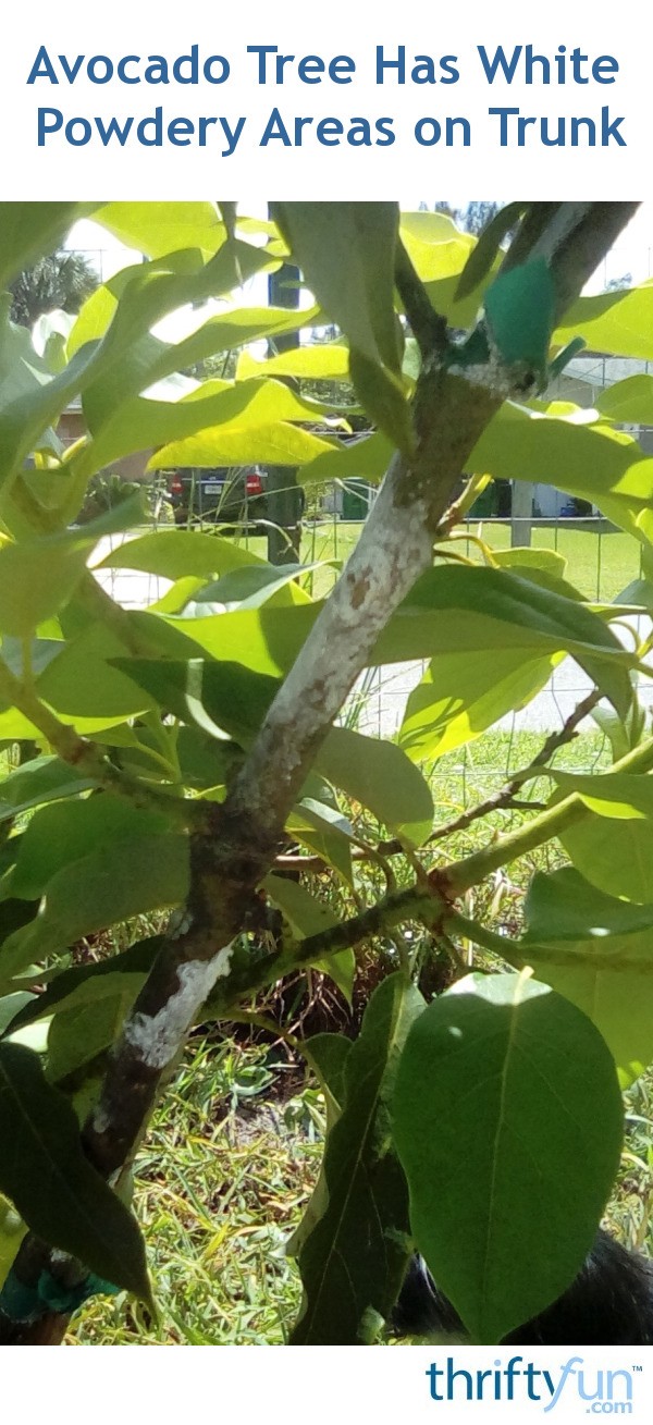 Avocado Tree Has White Powdery Areas on Trunk? | ThriftyFun